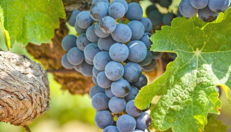 Uva Shiraz: Descubre todo sobre esta increíble variedad de uva tinta ...